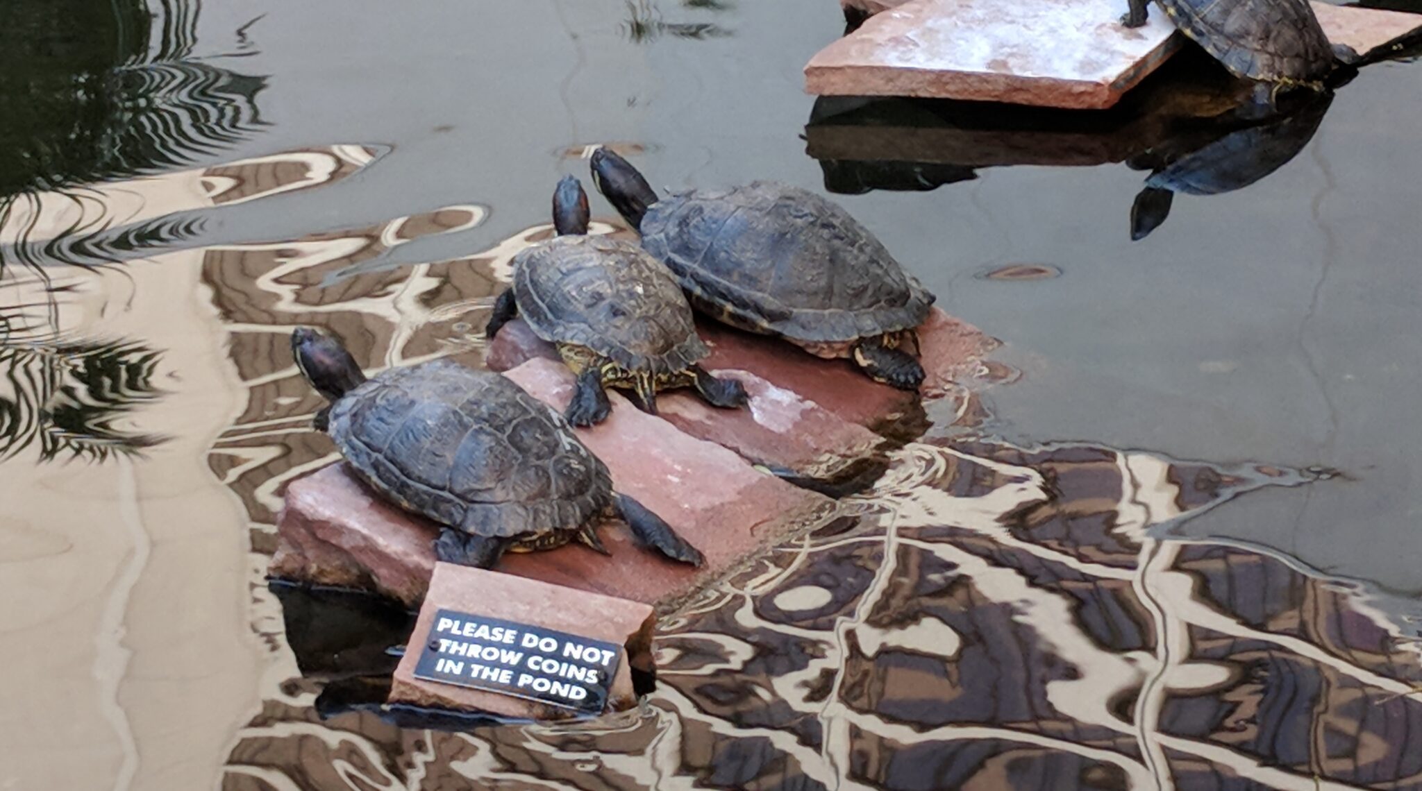 The secret of the marshmallow and the turtle: On motherhood and the ...